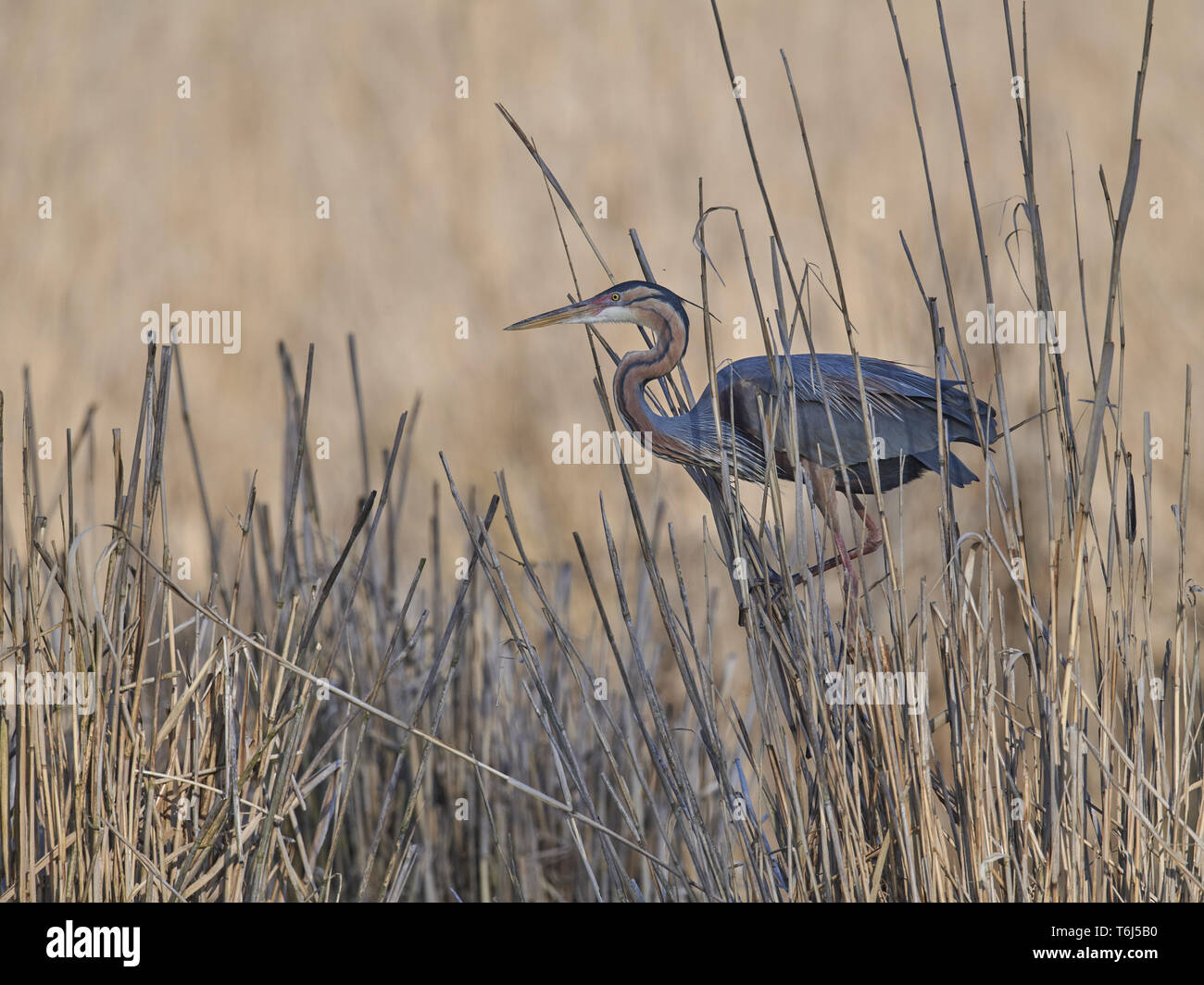 Purple Heron, Ardea purpurea, in hungary, europe Stock Photo - Alamy
