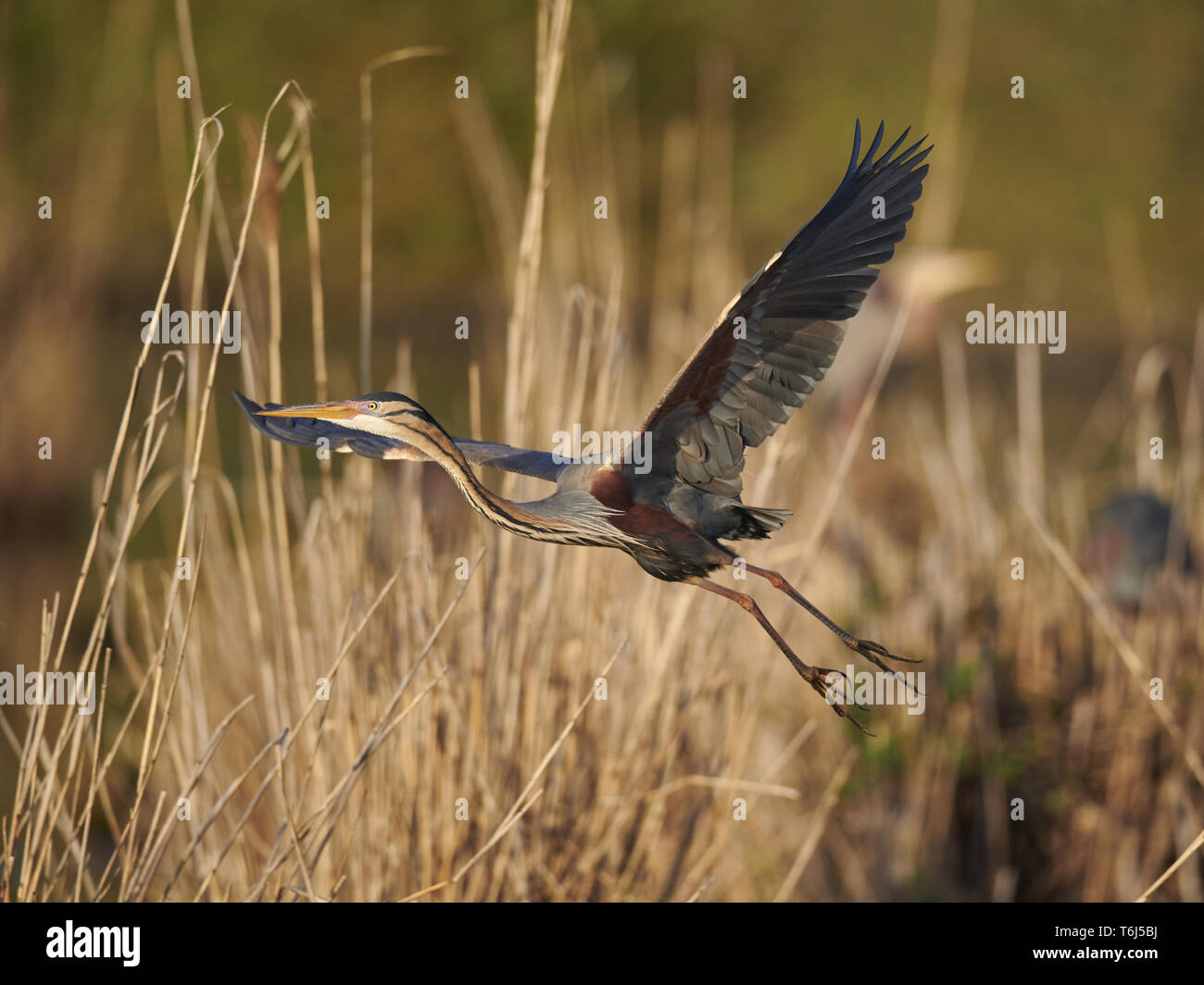Purple Heron, Ardea purpurea, in hungary, europe Stock Photo - Alamy