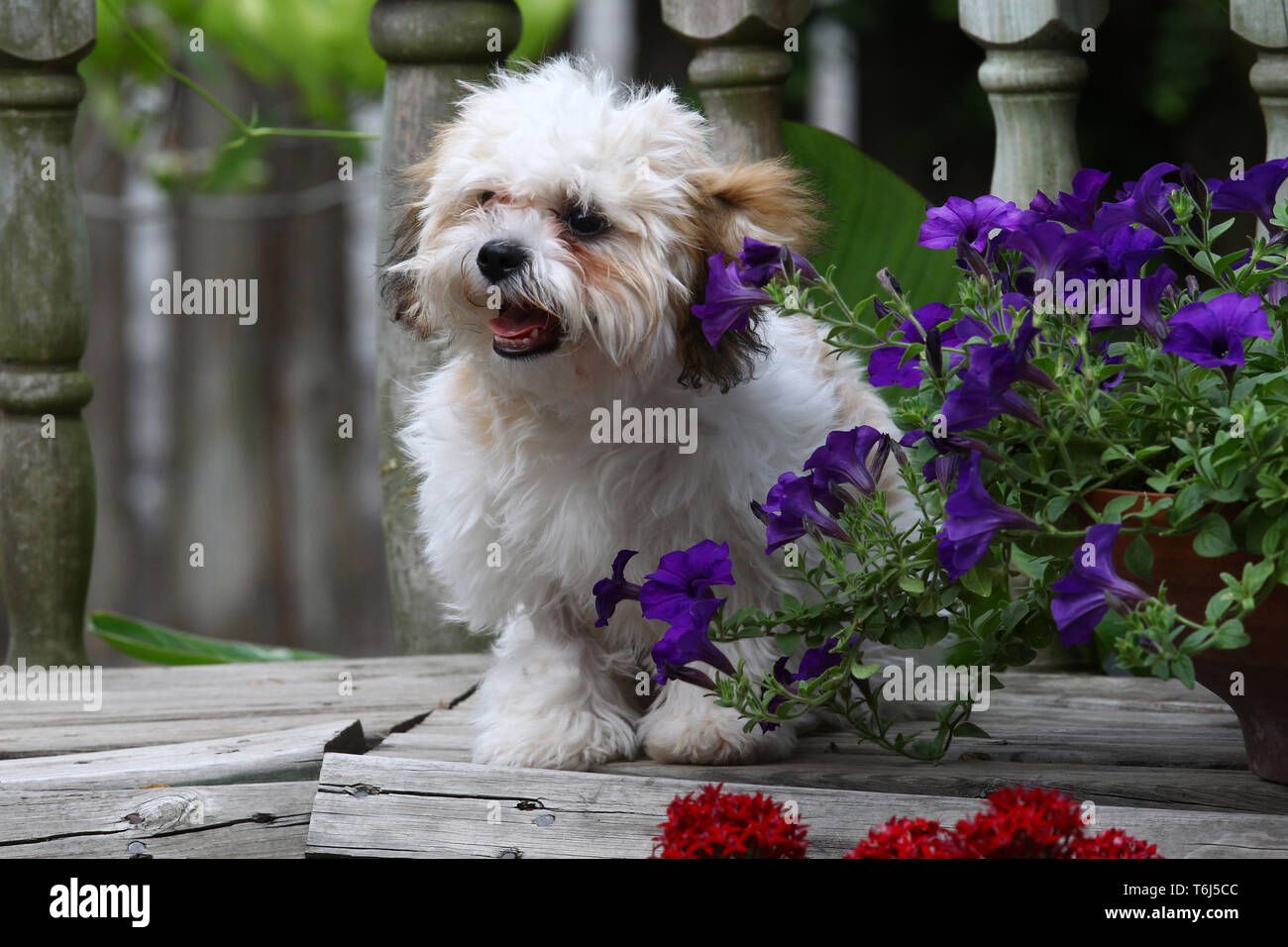 Bichon frise x shih tzu hi-res stock photography and images - Alamy