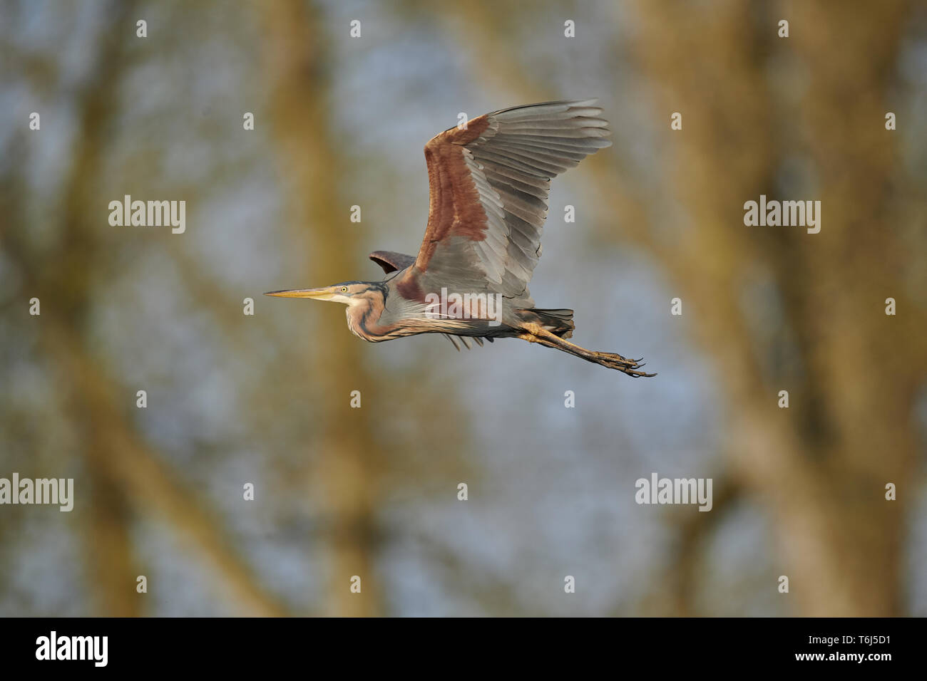 Purple Heron, Ardea purpurea, in hungary, europe Stock Photo - Alamy