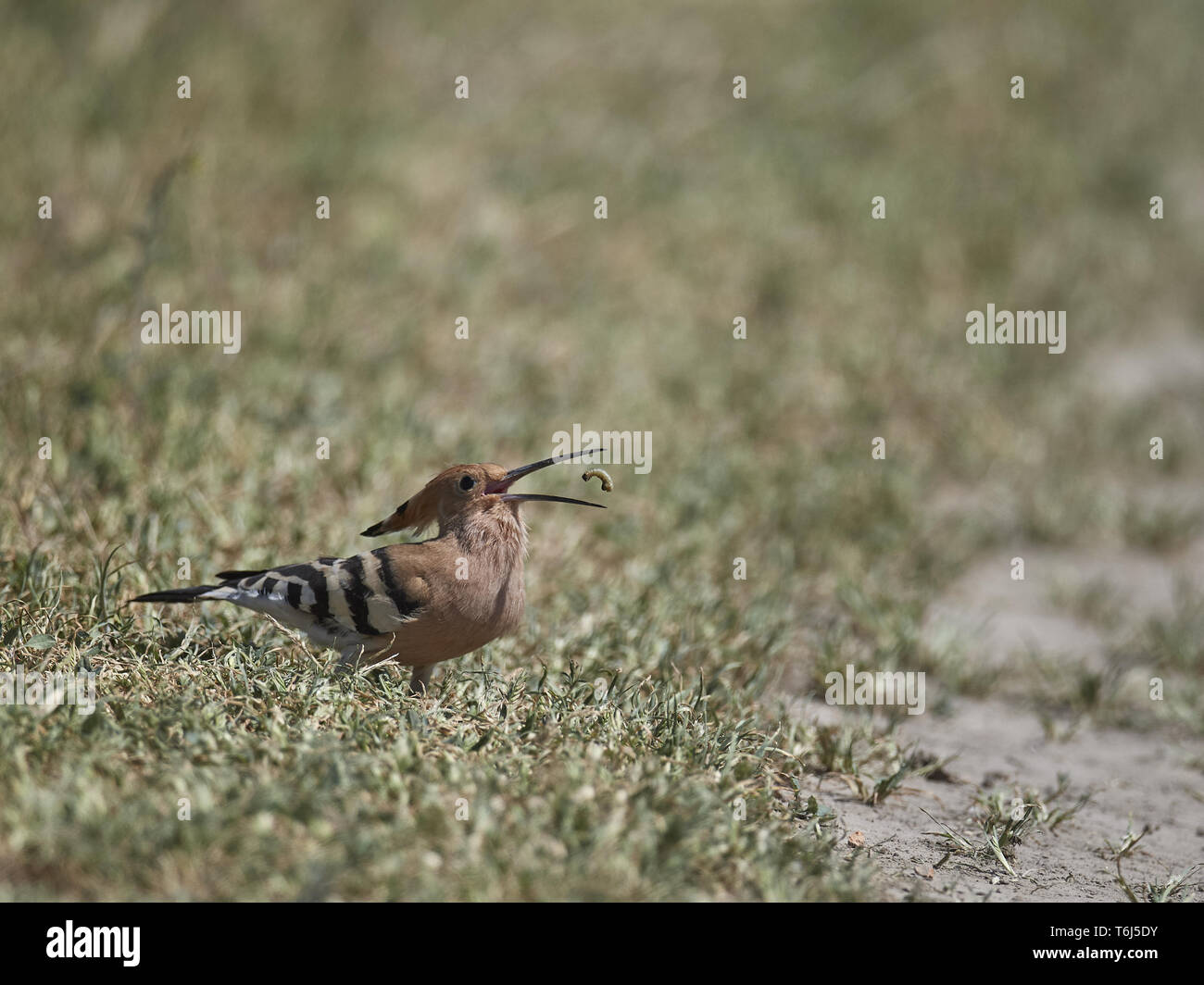 Eurasian hoopoe [Upupa epops] Stock Photo - Alamy