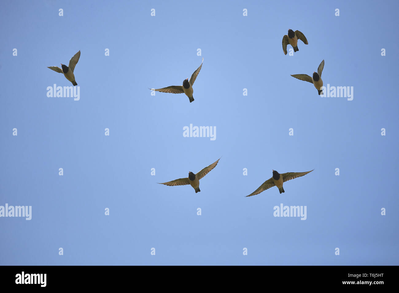 Rosy starling, Pastor roseus Stock Photo - Alamy