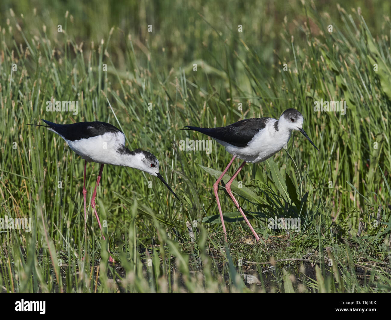Common Stilt, Himantopus himantopus, North Sea, Europe Stock Photo - Alamy