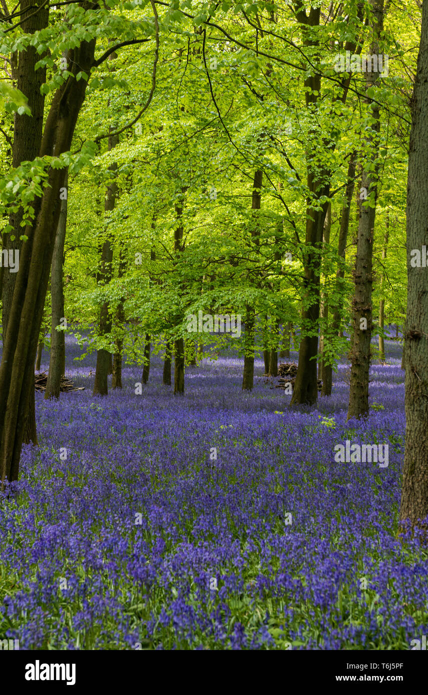 Bluebells and Beech Trees Dockey Woods Ashridge Estate,UK Stock Photo ...