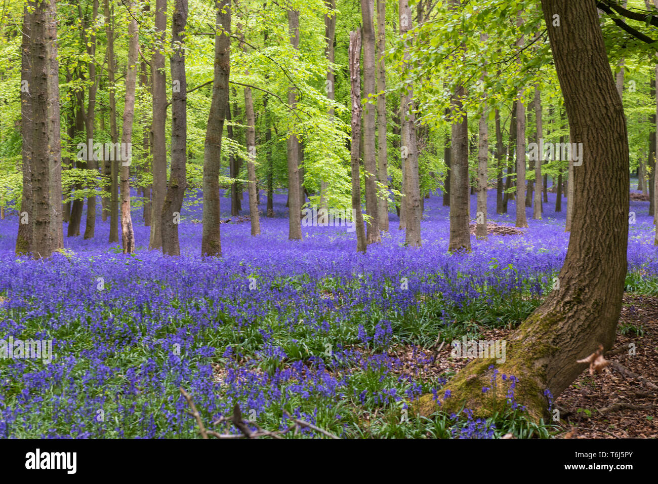 Bluebells and Beech Trees Dockey Woods Ashridge Estate,UK Stock Photo ...