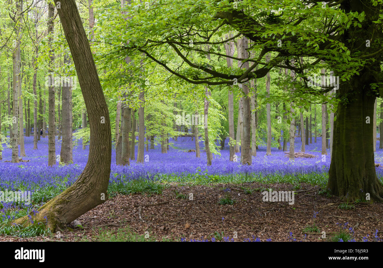Bluebells and Beech Trees Dockey Woods Ashridge Estate,UK Stock Photo ...