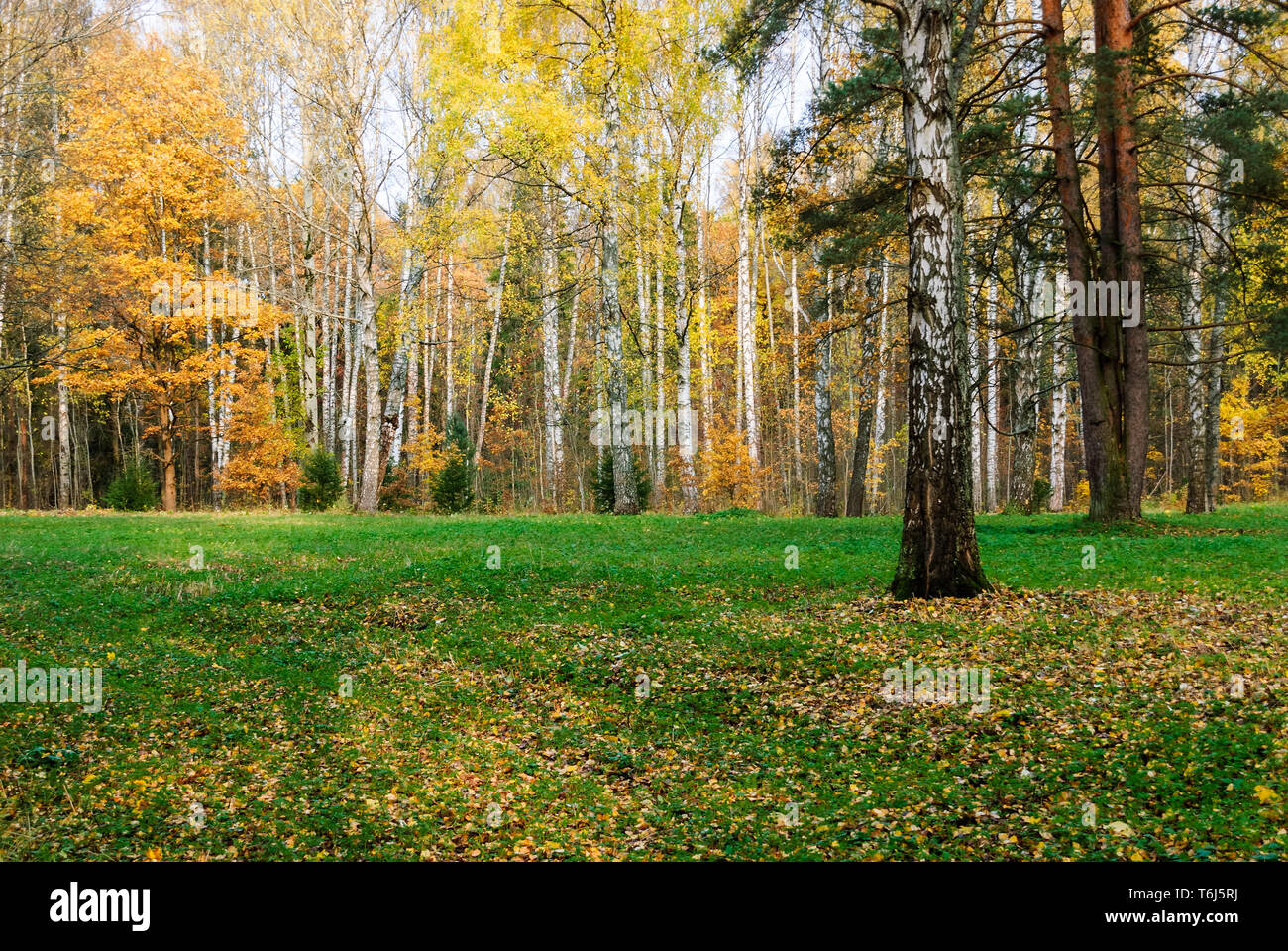 Glade with birches on the edge of the clearing Stock Photo - Alamy