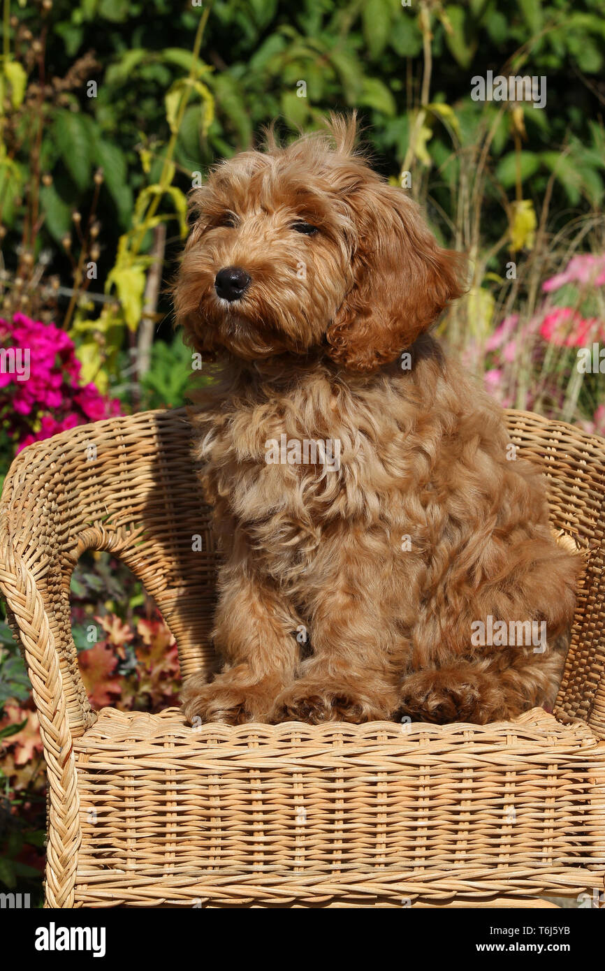 Cockapoo blanket hi-res stock photography and images - Alamy