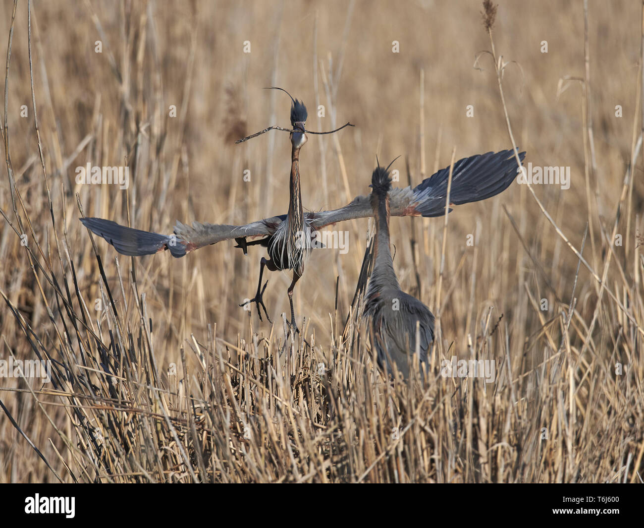 Purple Heron, Ardea purpurea, in hungary, europe Stock Photo - Alamy
