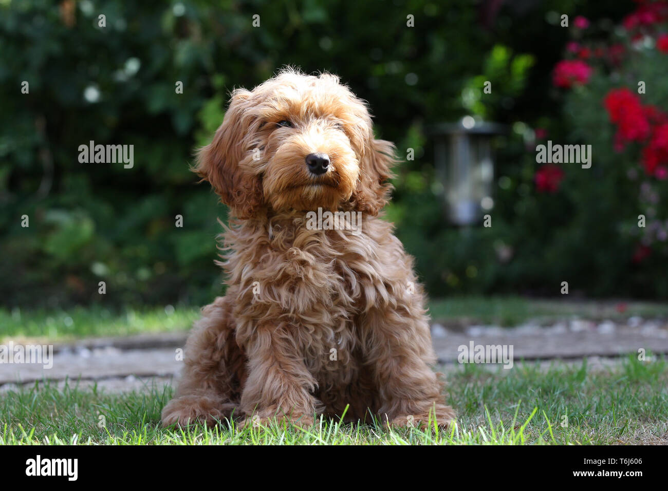 Cockerpoo down hi-res stock photography and images - Alamy