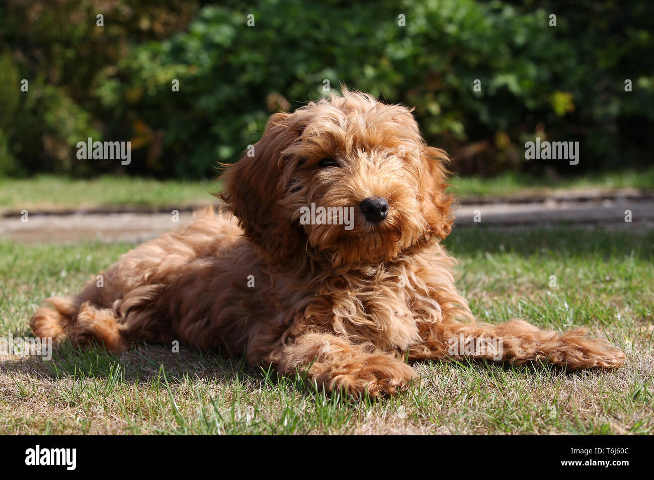 Cockerpoo Standing High Resolution Stock Photography and Images - Alamy