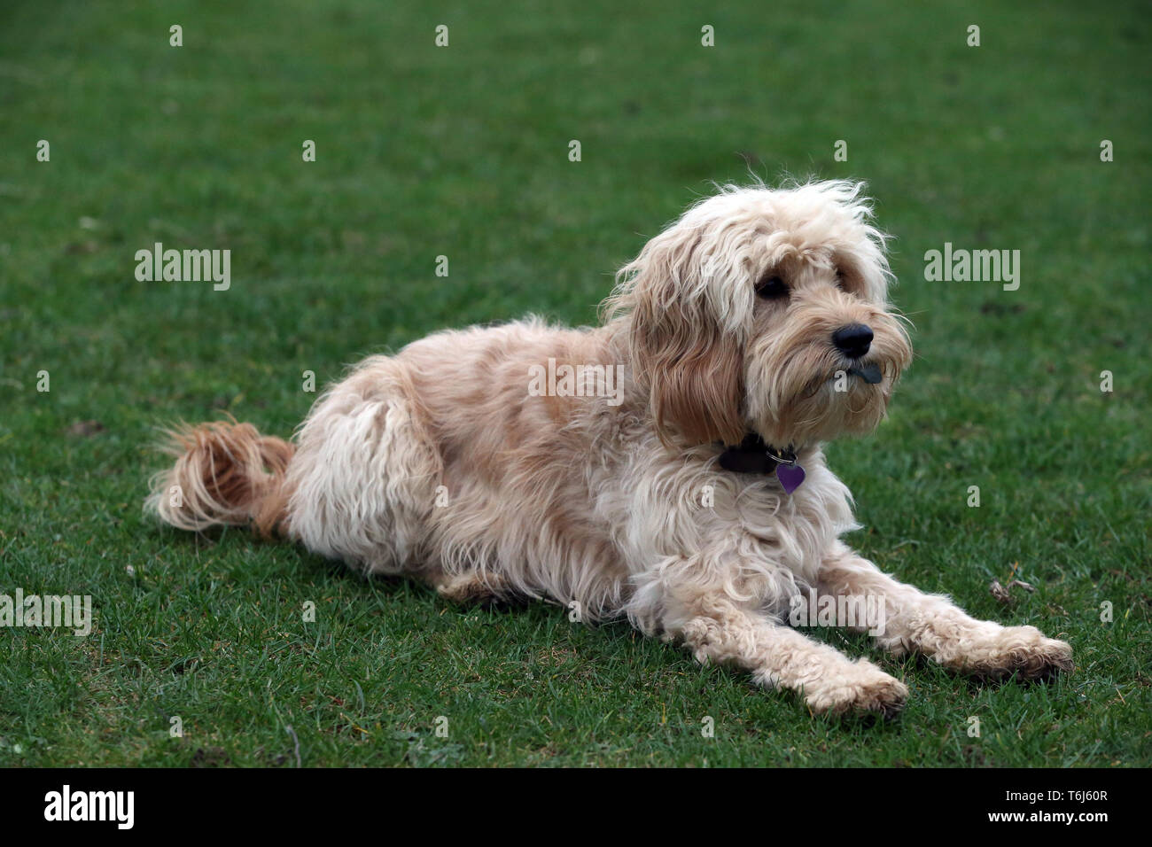 Cockerpoo down hi-res stock photography and images - Alamy