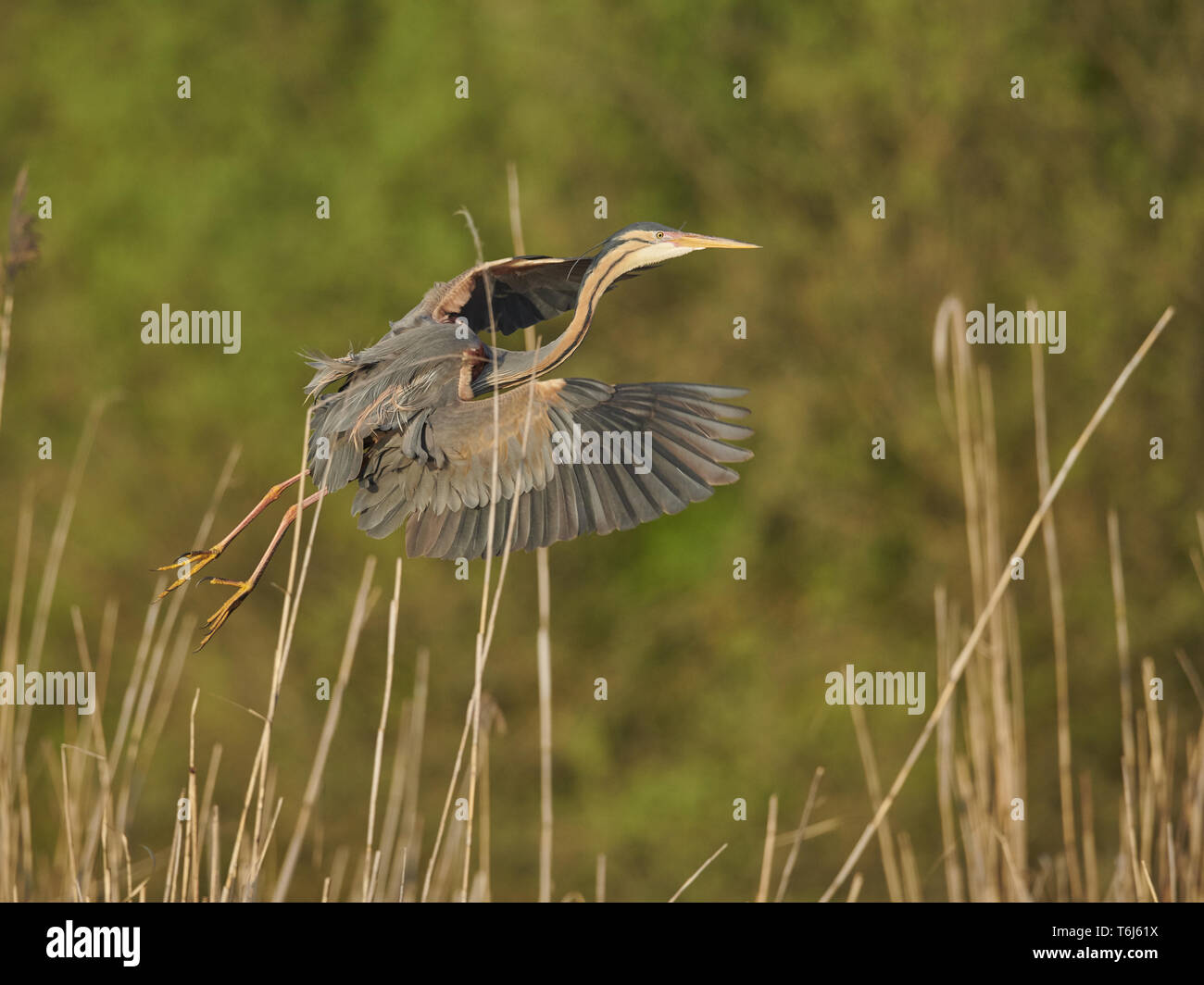 Purple Heron, Ardea purpurea, in hungary, europe Stock Photo - Alamy
