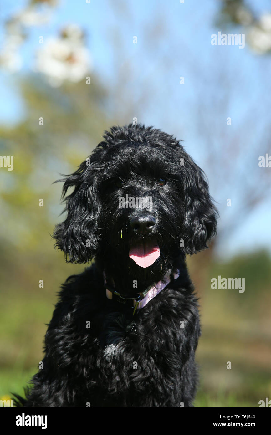 Cockapoo Profile High Resolution Stock Photography and Images - Alamy