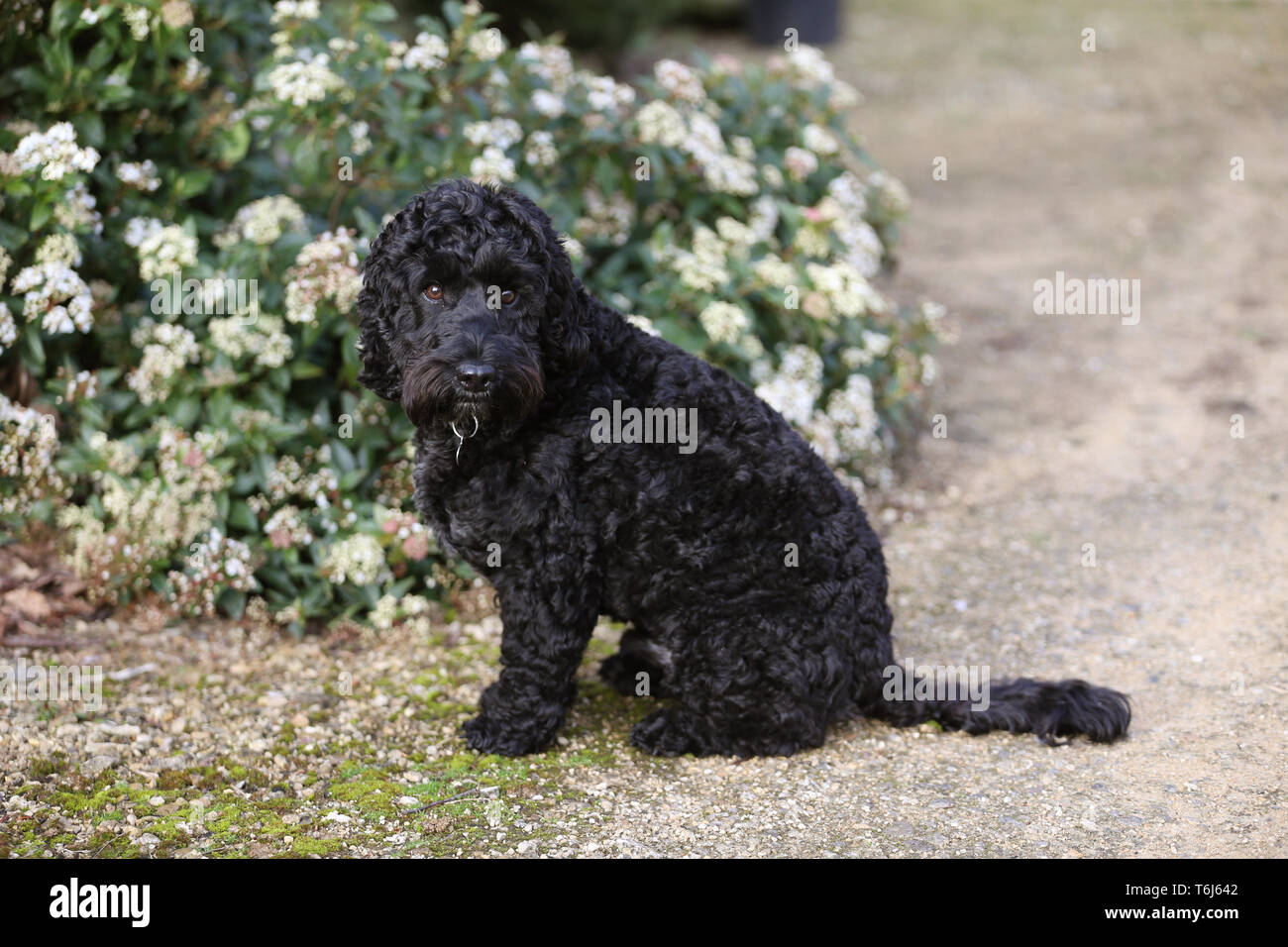 Cockerpoo in grass hi-res stock photography and images - Alamy