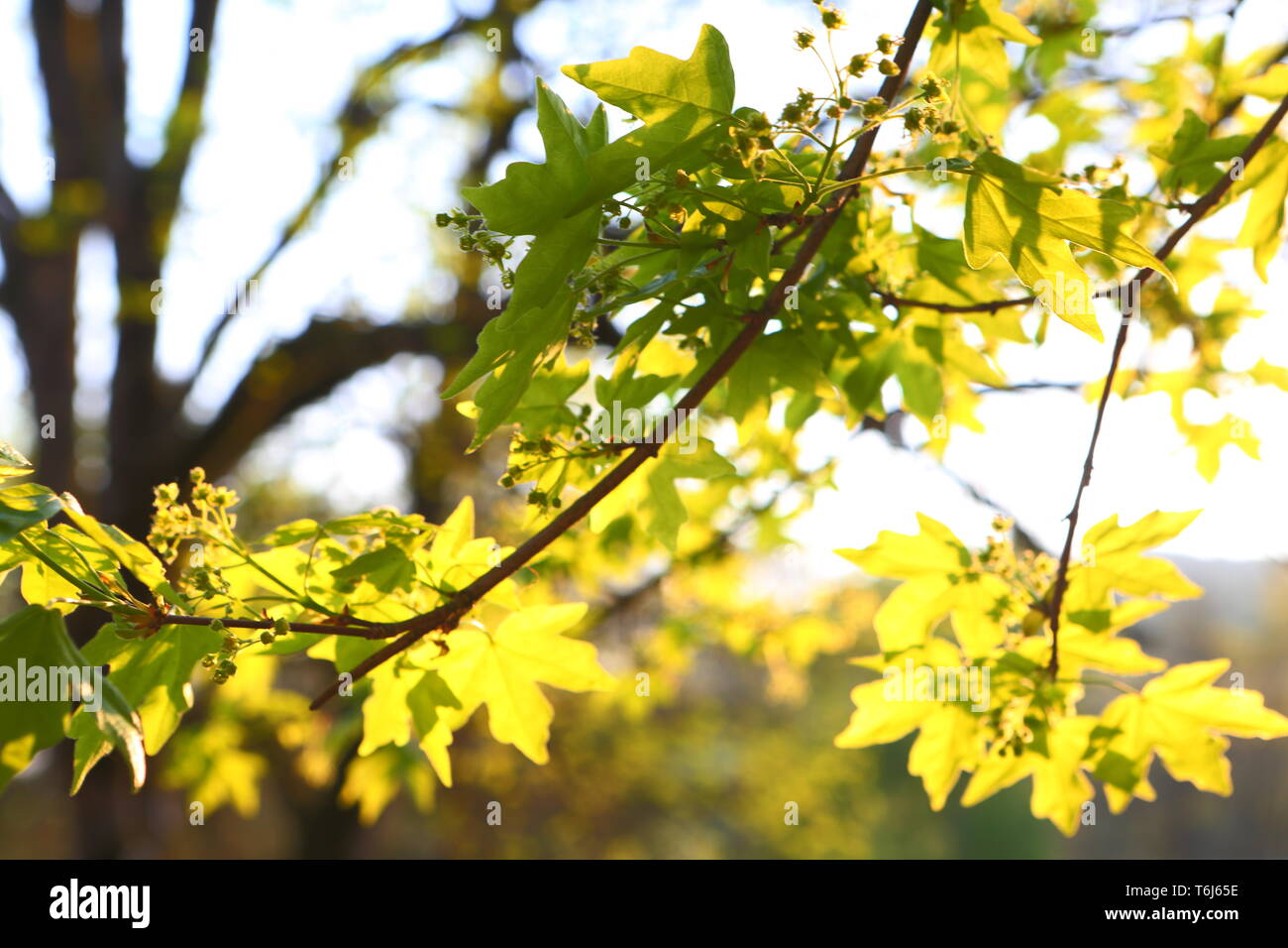 Flowering spring twigs maple hi-res stock photography and images - Alamy