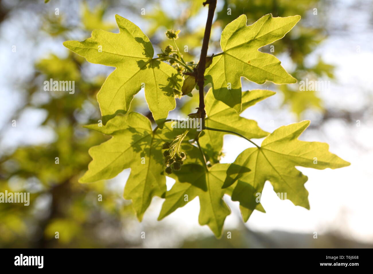 Flowering spring twigs maple hi-res stock photography and images - Alamy