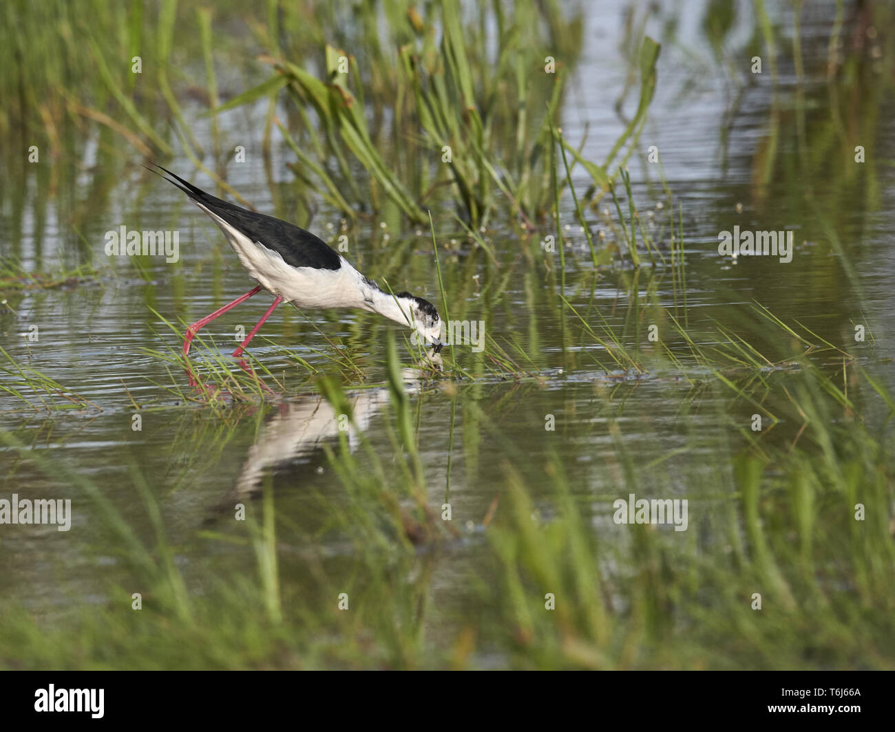 Common Stilt, Himantopus himantopus, North Sea, Europe Stock Photo - Alamy