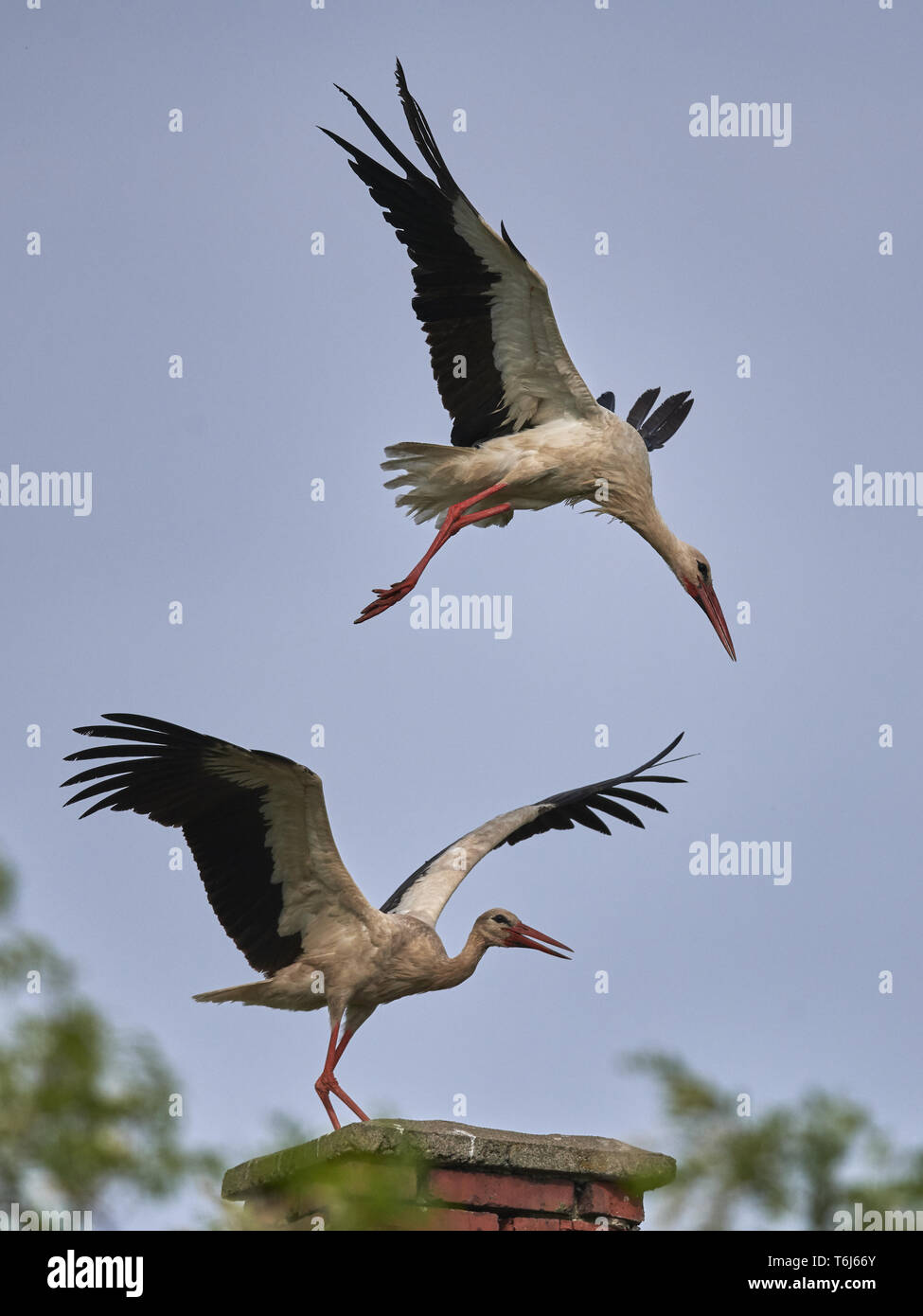 White stork, Ciconia ciconia Stock Photo - Alamy