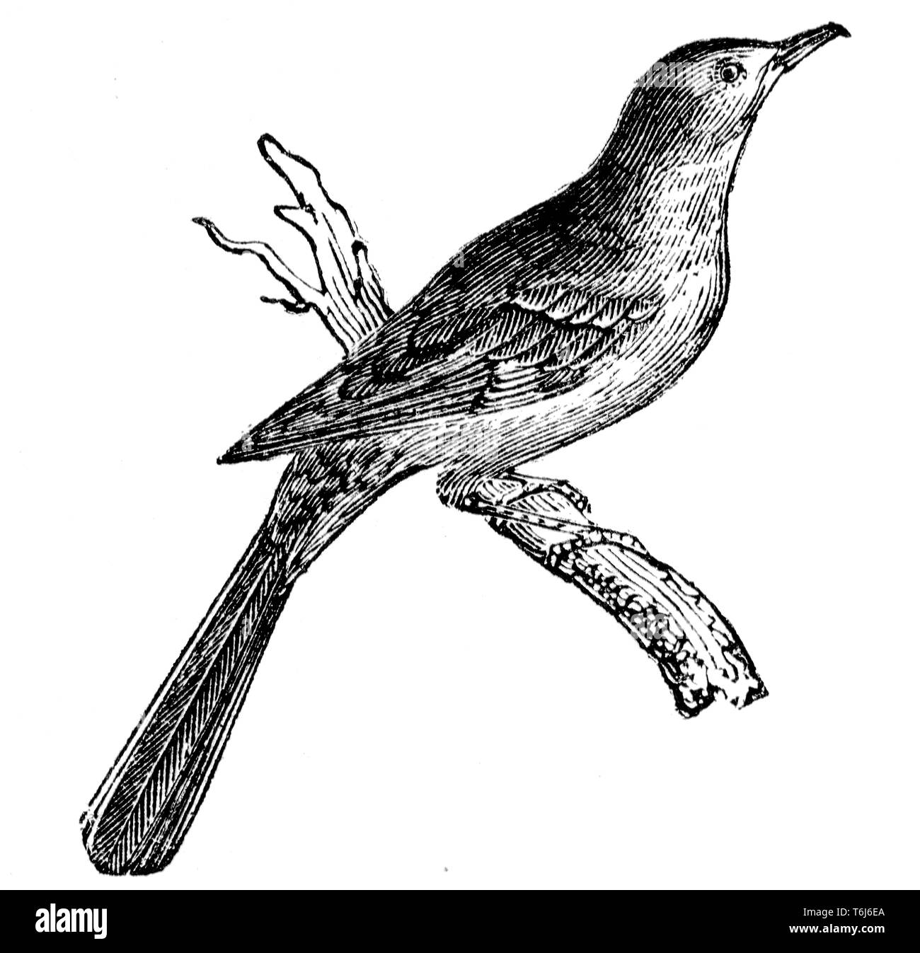 Mockingbird Illustration