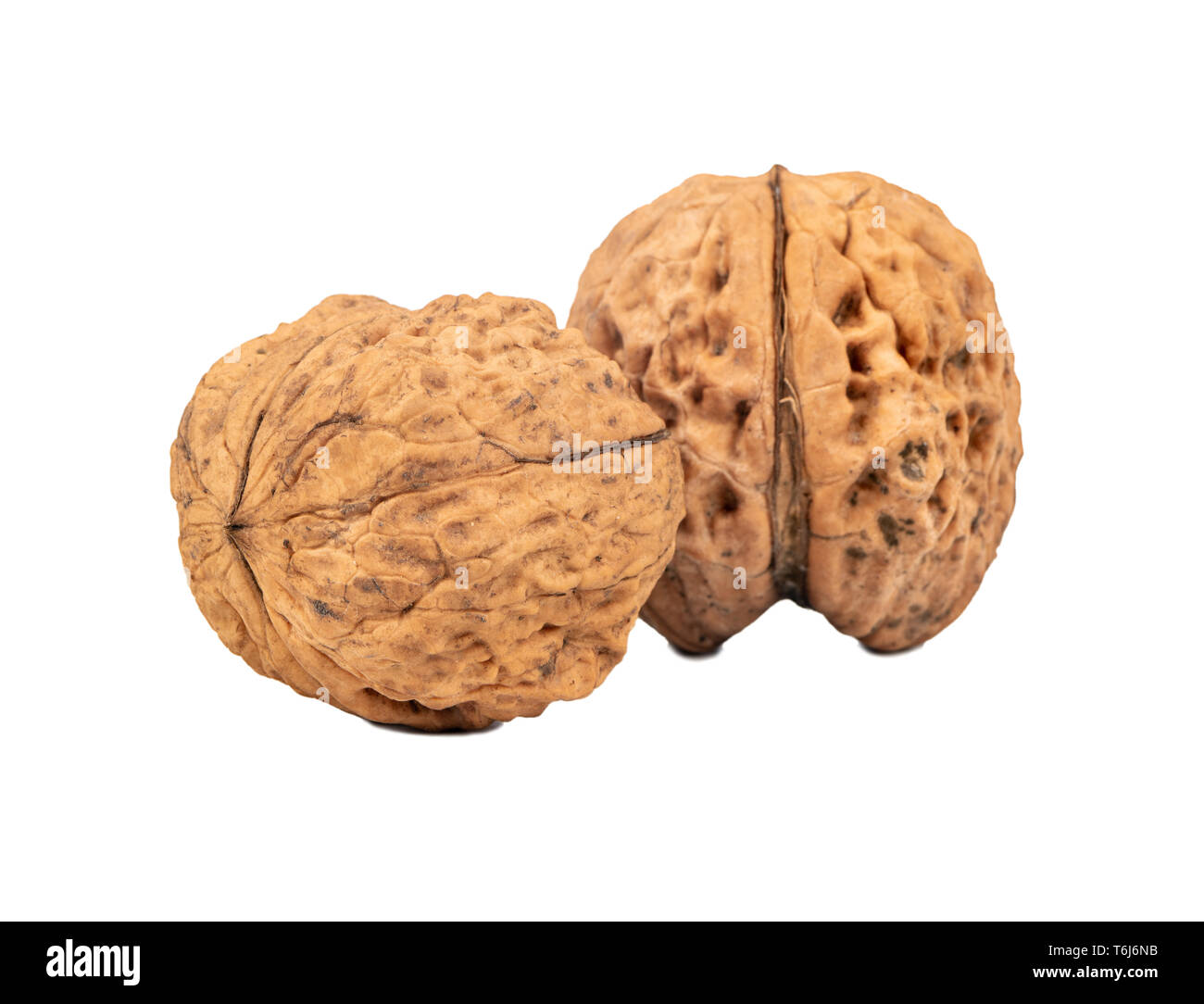 Two dry large walnuts on white background Stock Photo - Alamy