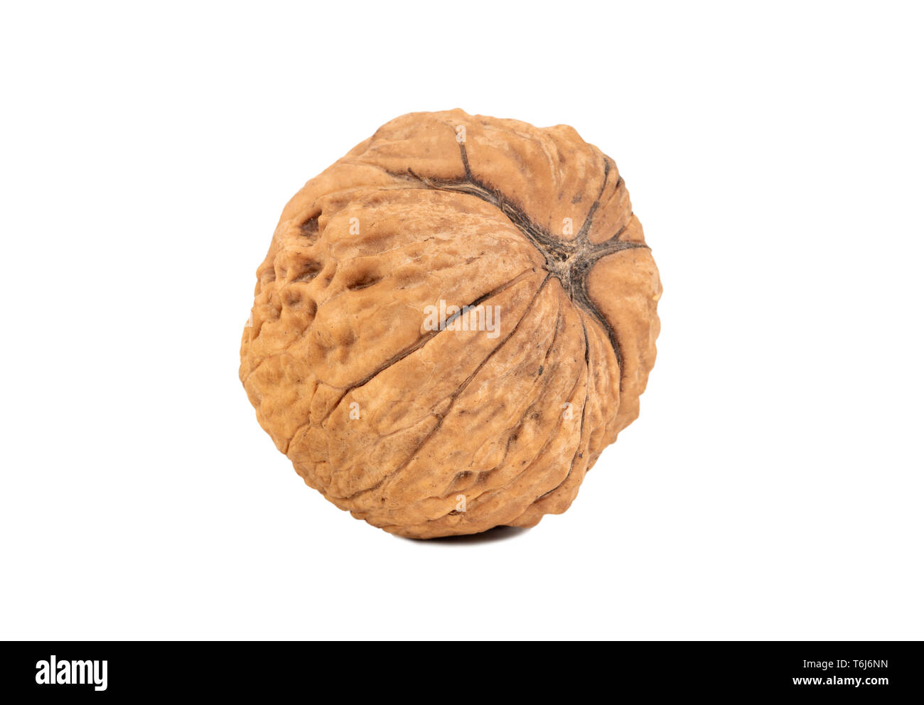 Dry large walnut isolated on white background Stock Photo - Alamy