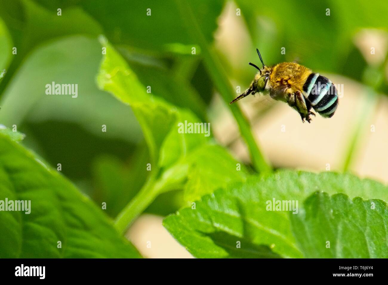 Blue banded bee (Amegilla cingulata) flying Stock Photo - Alamy