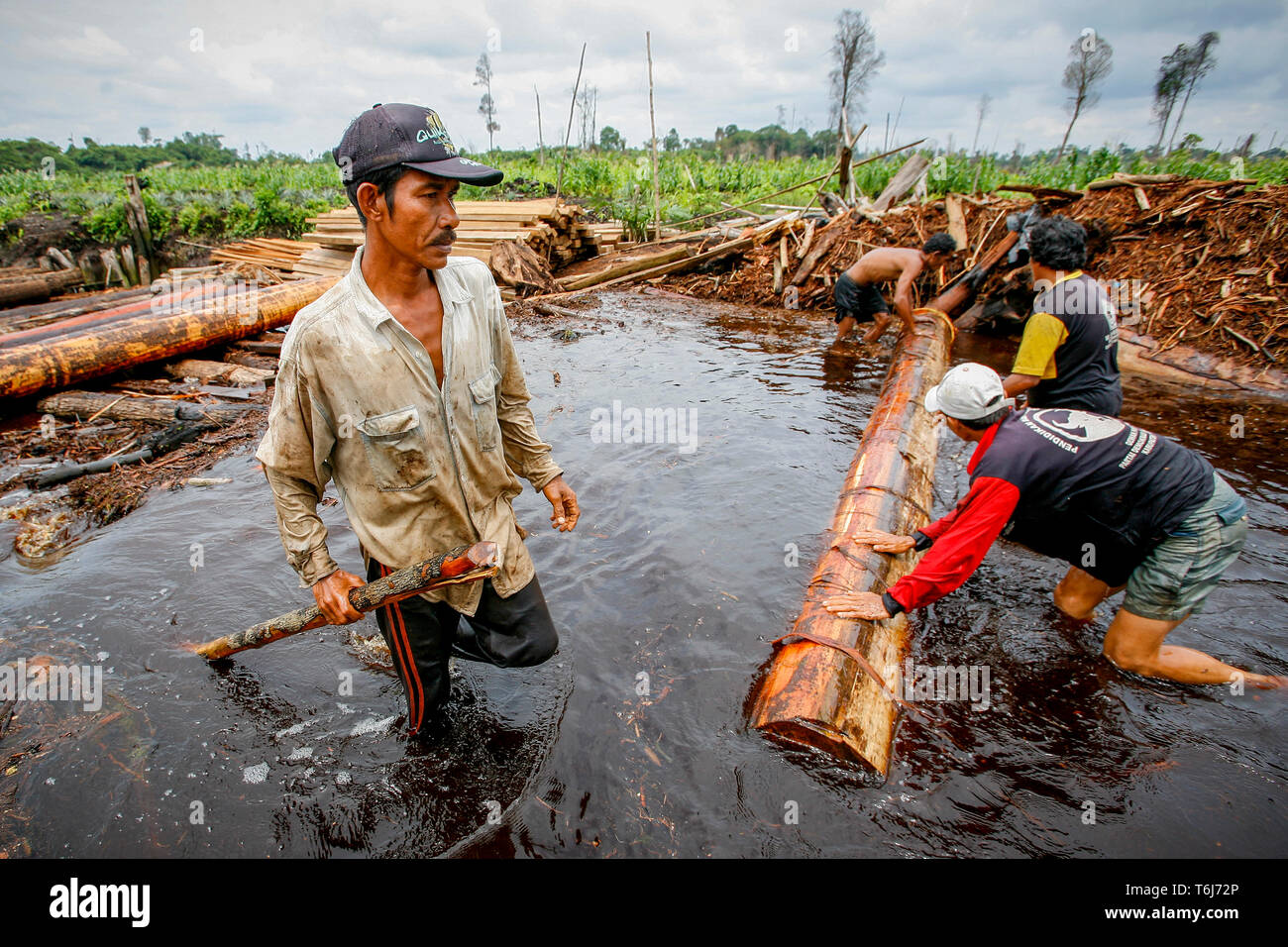 The rain forest in Sumatra is disappearing fast. In Riau the forest is ...