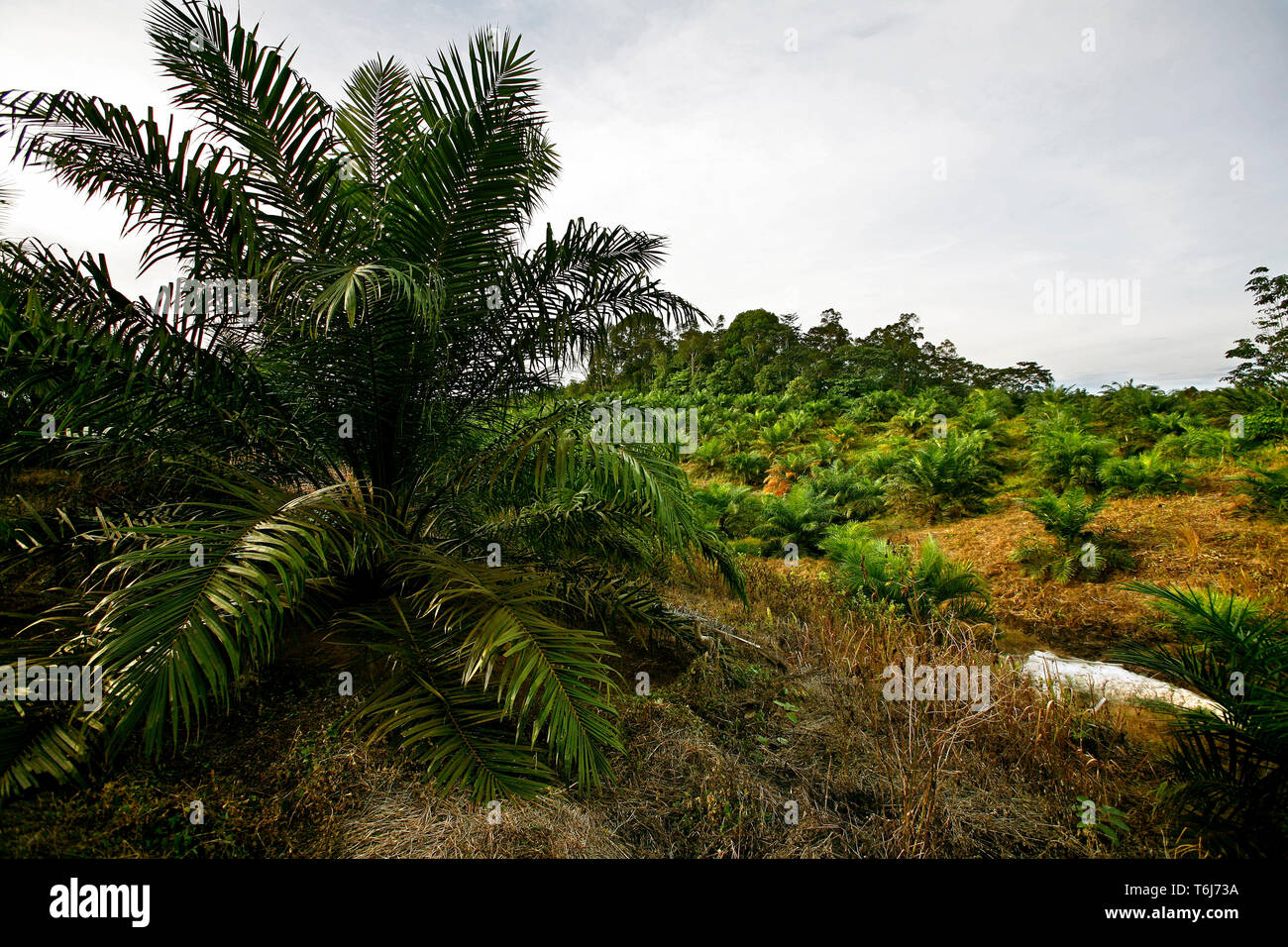 The rain forest in Sumatra is disappearing fast. In Riau the forest is ...