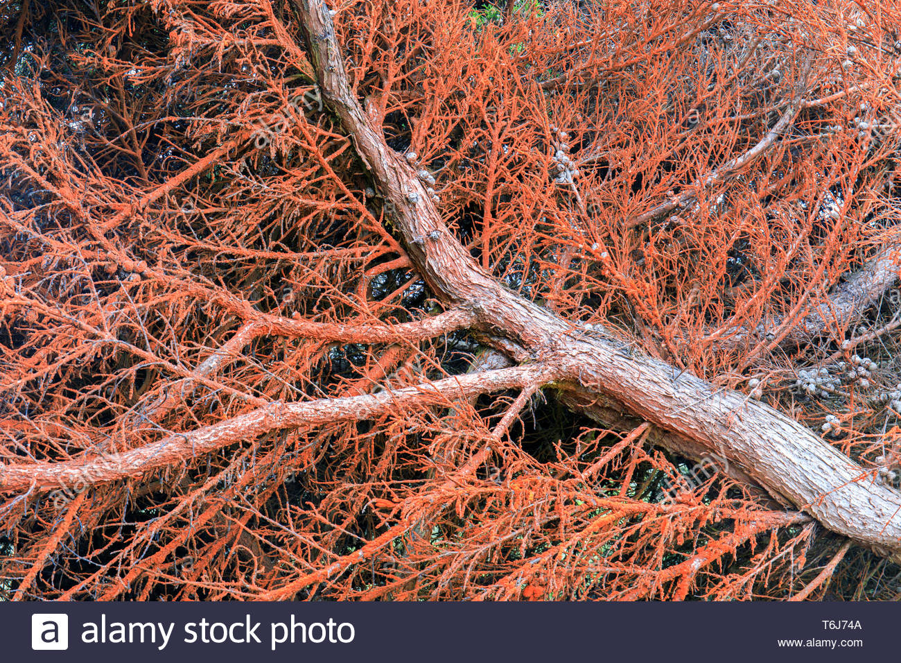 Red Moss High Resolution Stock Photography and Images - Alamy