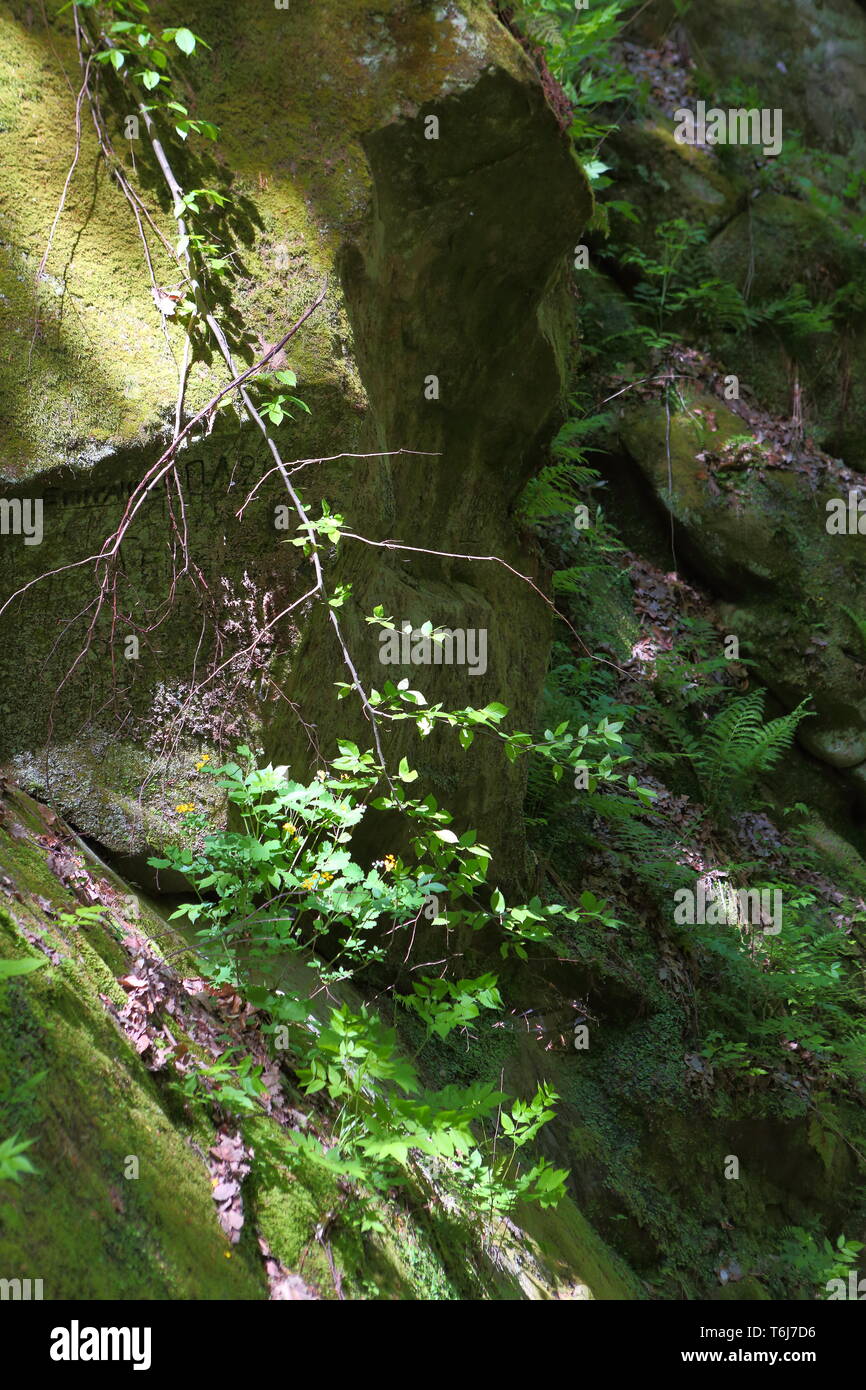 Ivy covered slope hi-res stock photography and images - Alamy