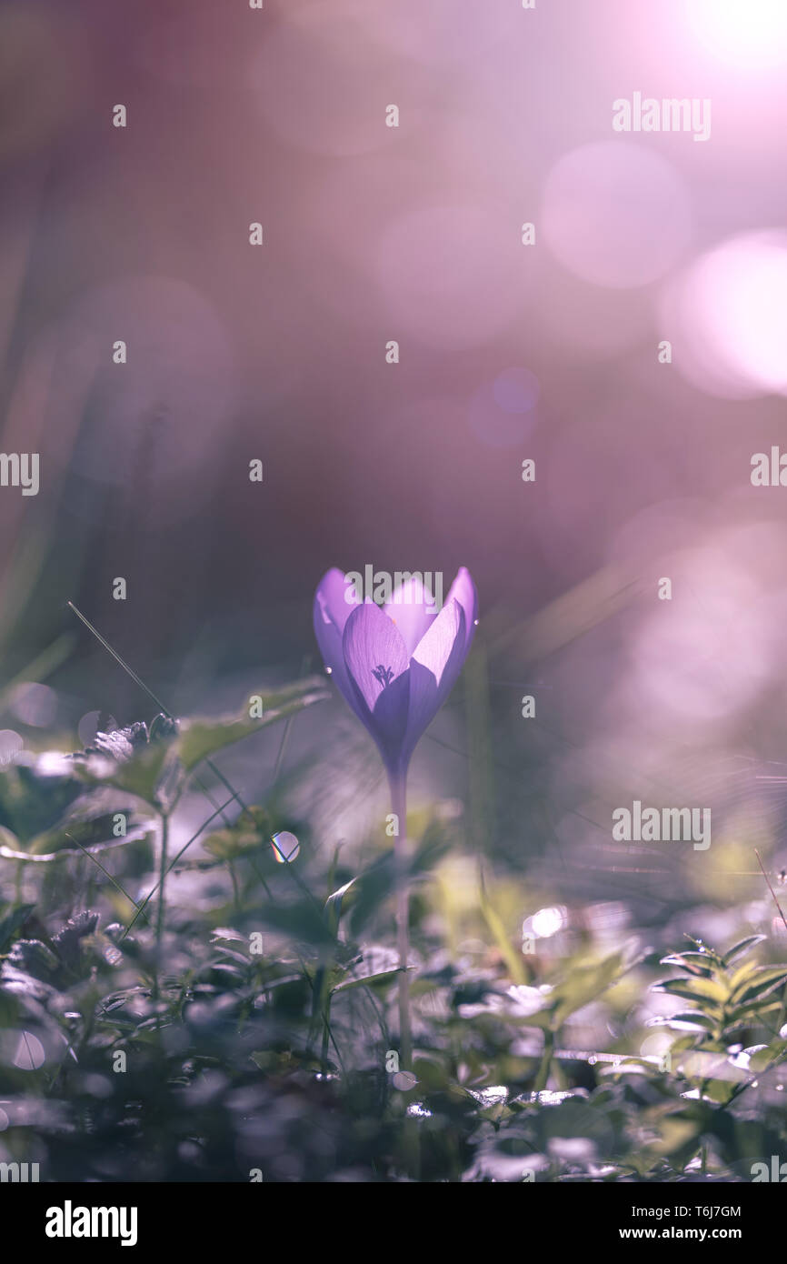 Crocus in the light Stock Photo - Alamy