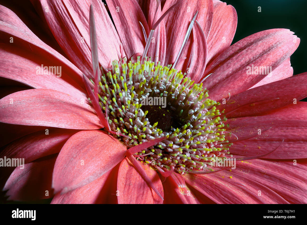 Gerbera hybrida hi-res stock photography and images - Alamy