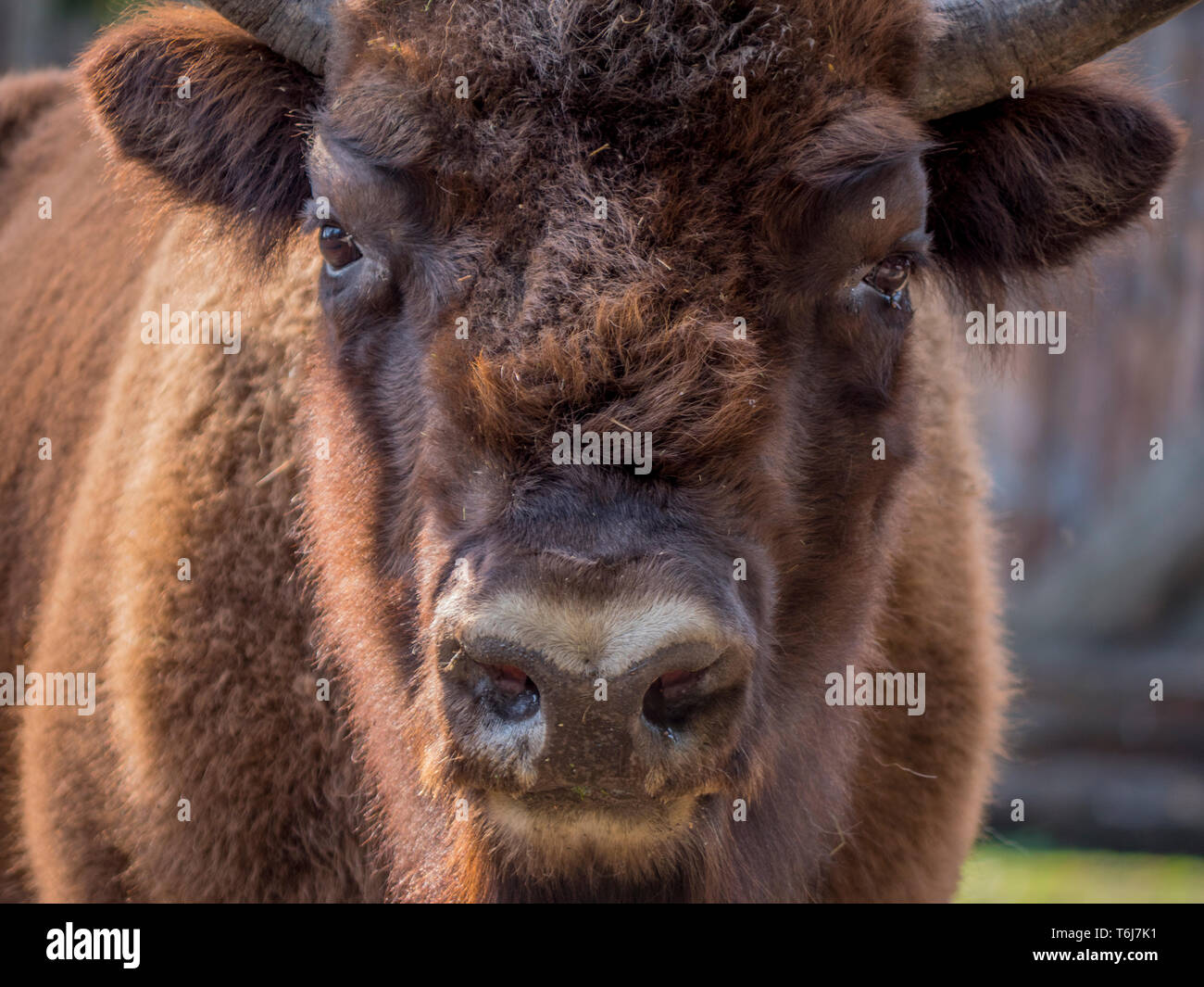European Bison head portrait close view with beutiful eyes Stock Photo ...
