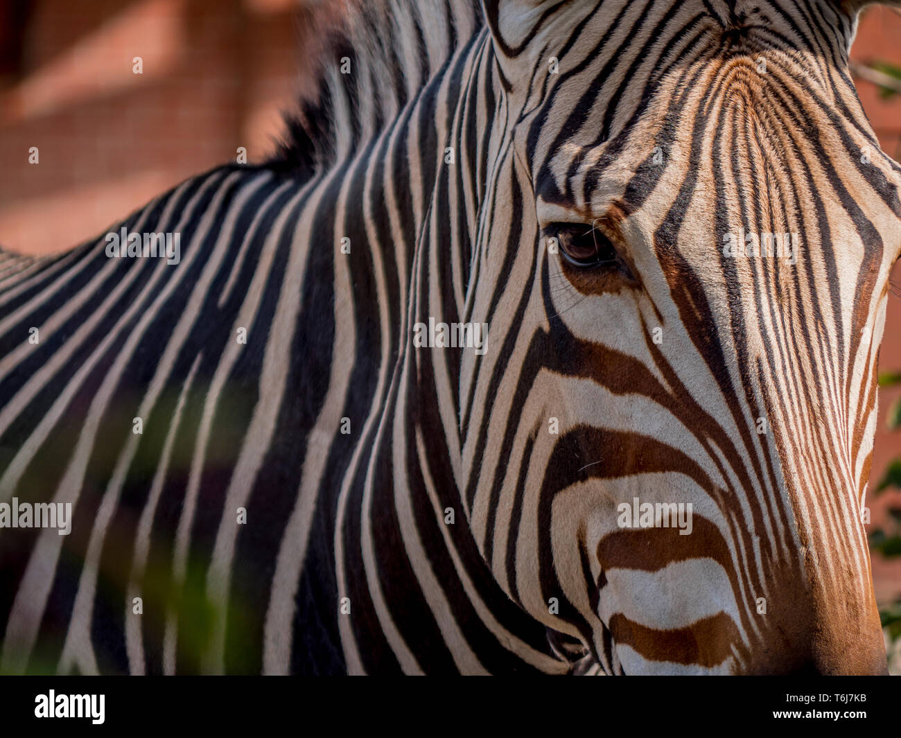 Playing with baby zebra on back yard Stock Photo - Alamy