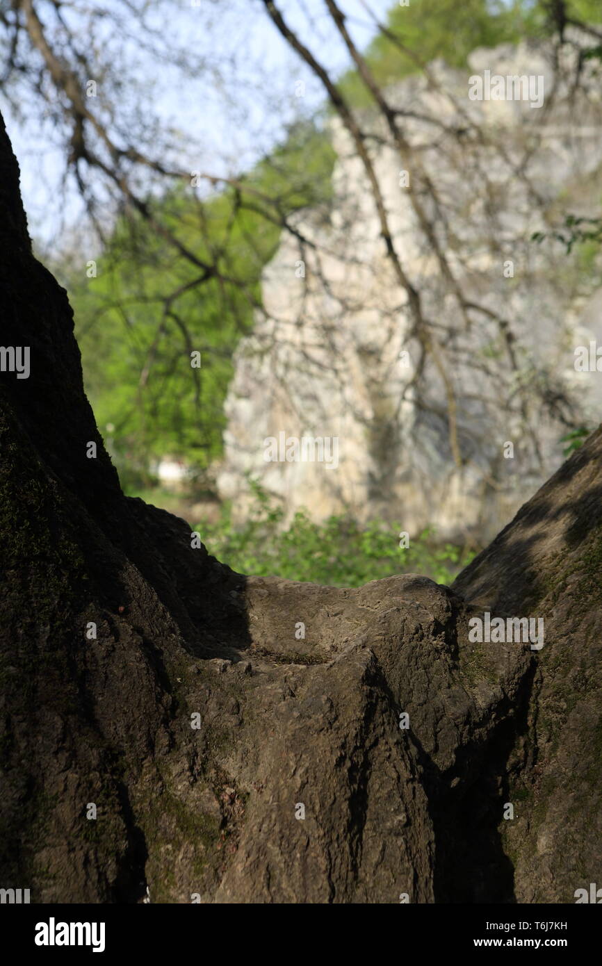 Fragment of a tree with a saddle fork of the trunk Stock Photo - Alamy