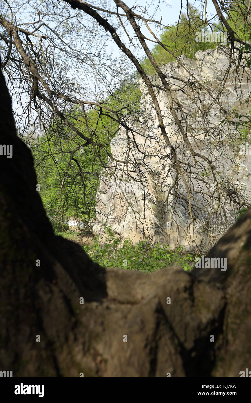 Fragment of a tree with a saddle fork of the trunk Stock Photo - Alamy