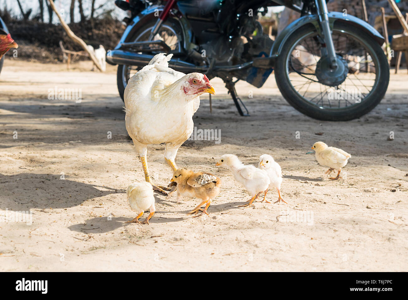 Hen house chicks hi-res stock photography and images - Alamy