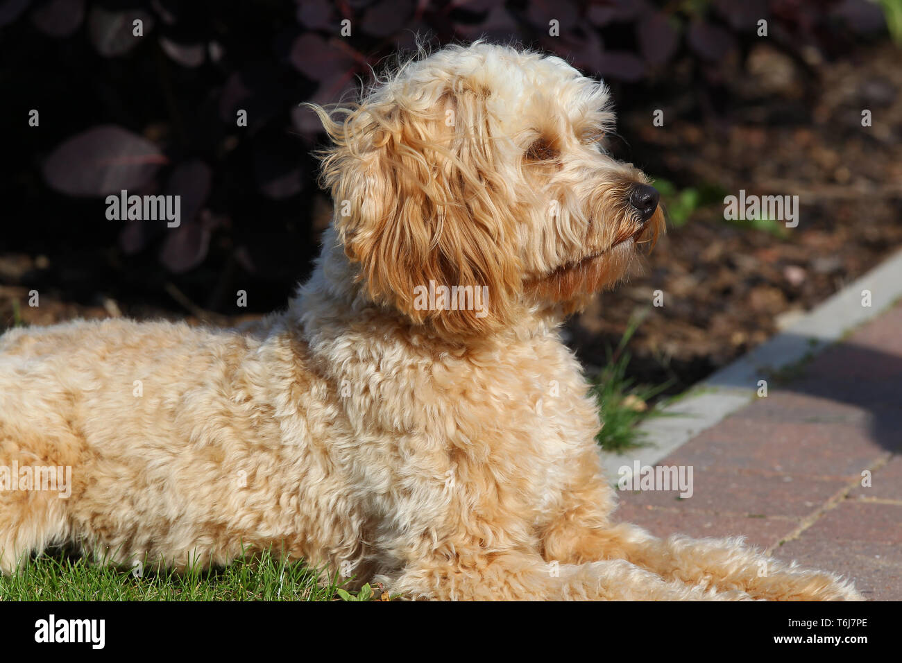 Cavapoo standing hi-res stock photography and images - Alamy