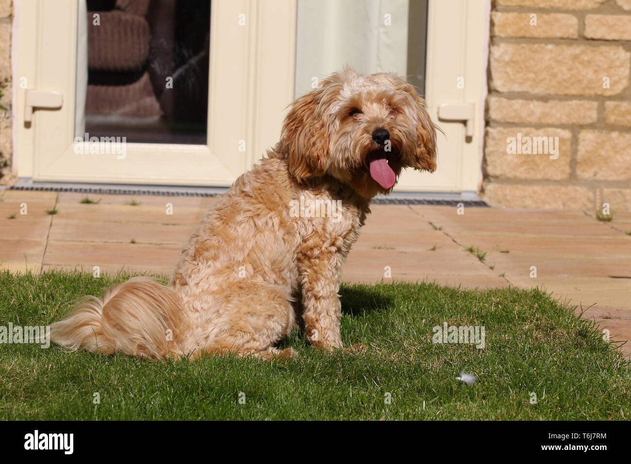 Cavapoo Dogs High Resolution Stock Photography and Images - Alamy
