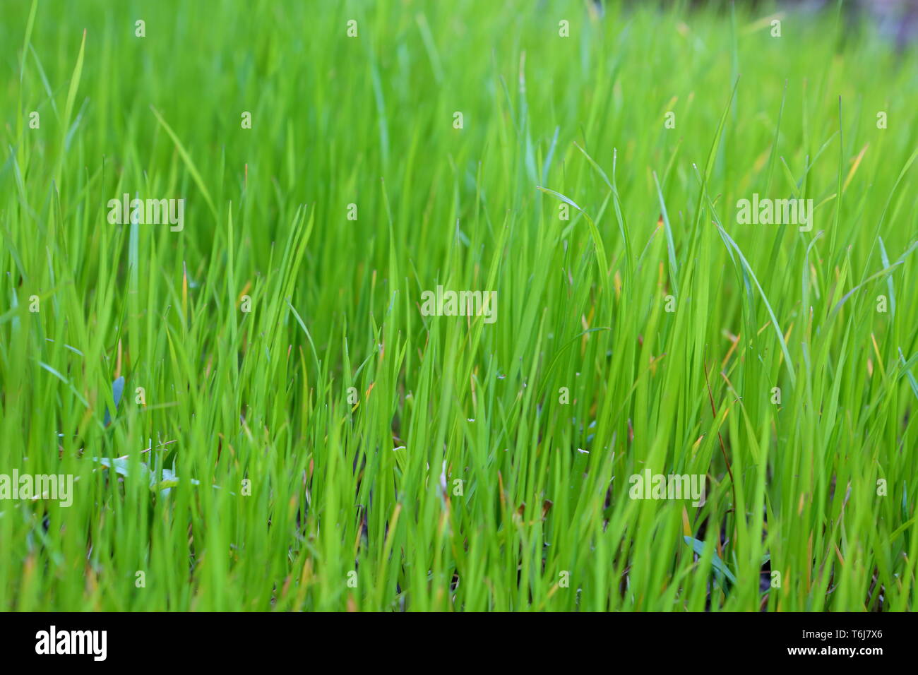 Common signal grass hi-res stock photography and images - Alamy