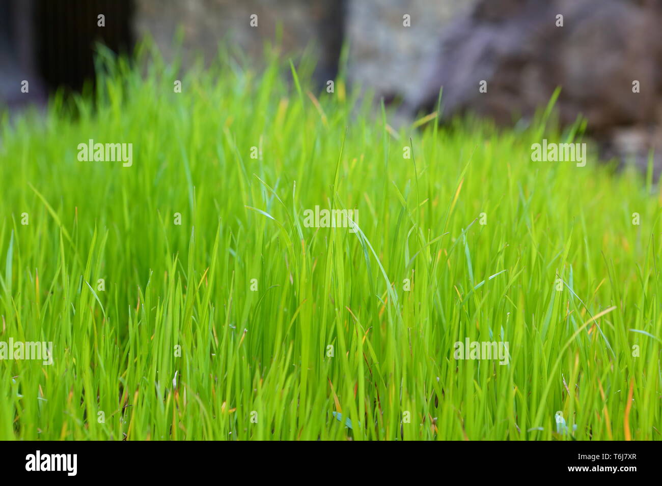 Common Signal Grass Stock Photo - Alamy
