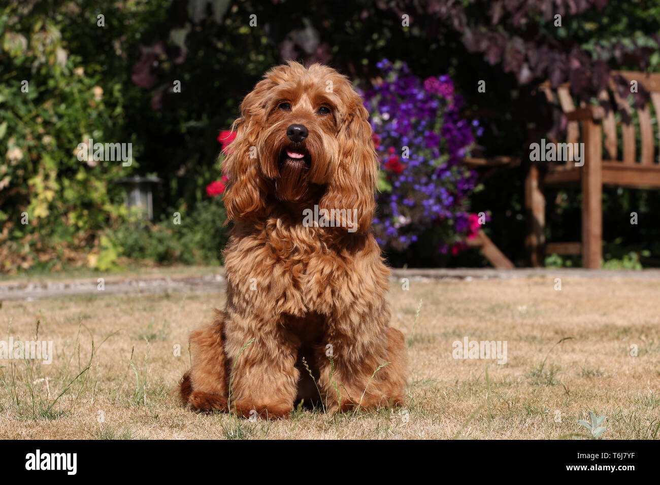 Cockapoo Profile High Resolution Stock Photography and Images - Alamy