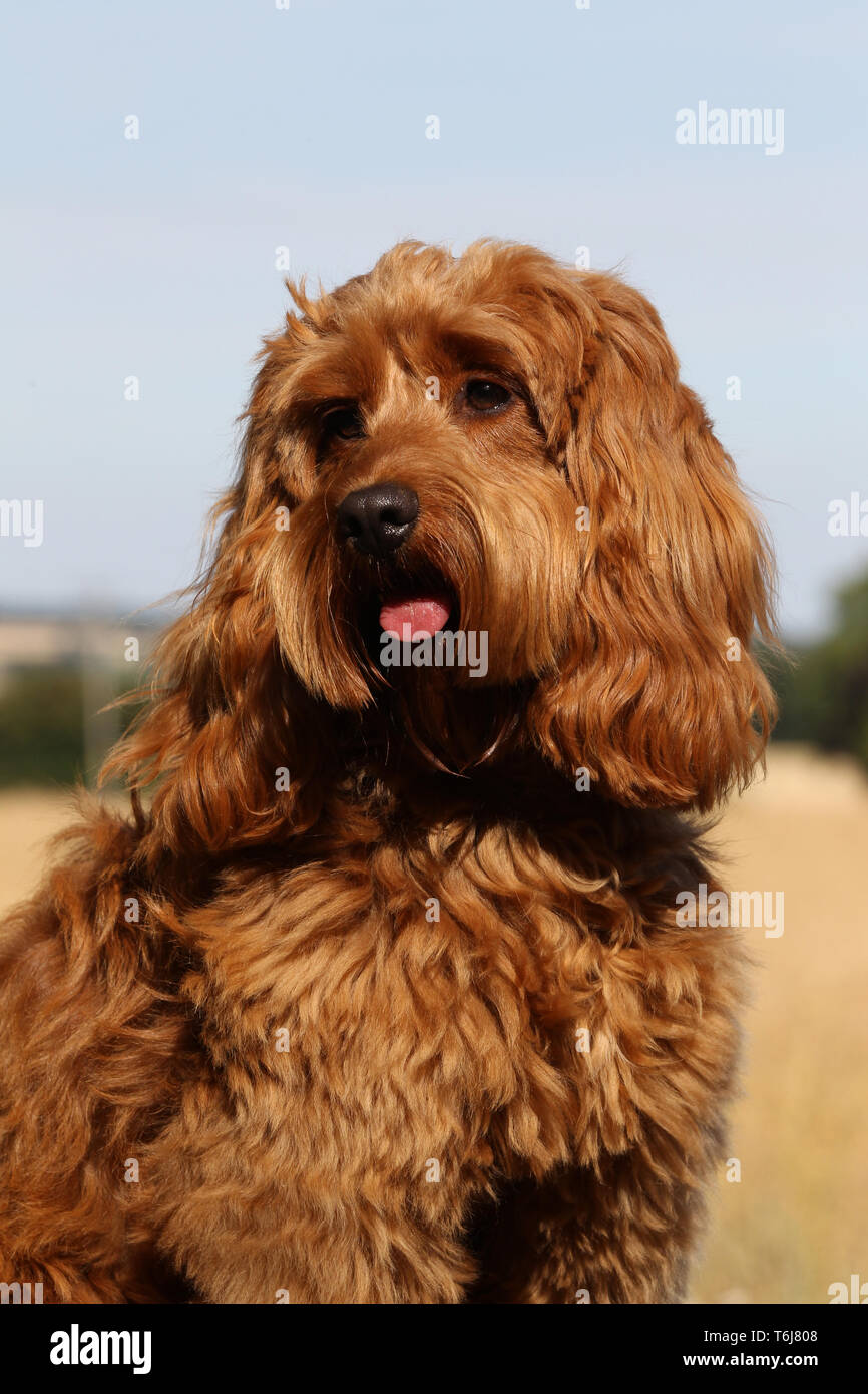 Cockerpoo down hi-res stock photography and images - Alamy