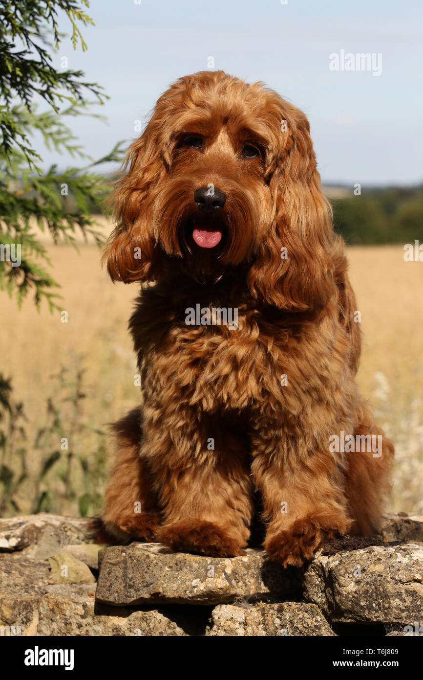 Cocker spaniel x poodle hi-res stock photography and images - Alamy