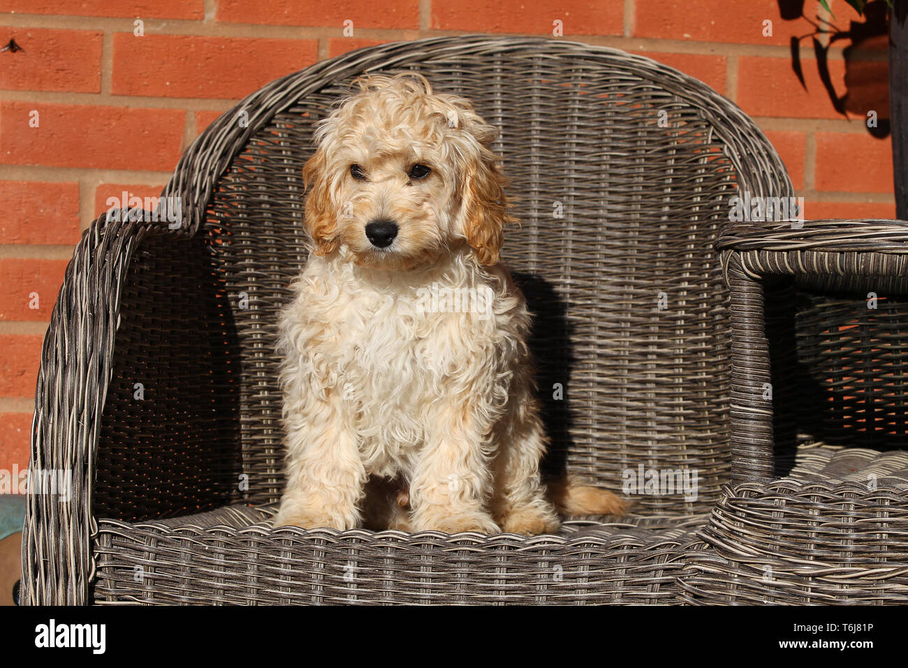 Cockerpoo in grass hi-res stock photography and images - Alamy