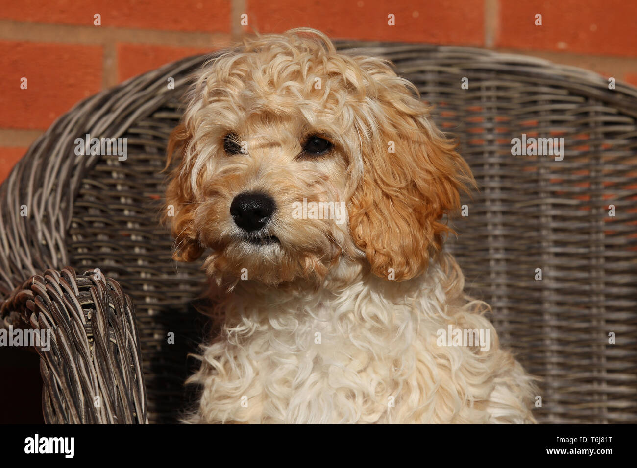 Cockerpoo down hi-res stock photography and images - Alamy