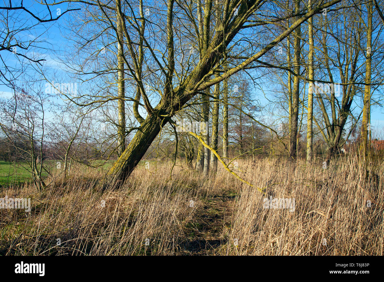 Trees falling hi-res stock photography and images - Alamy