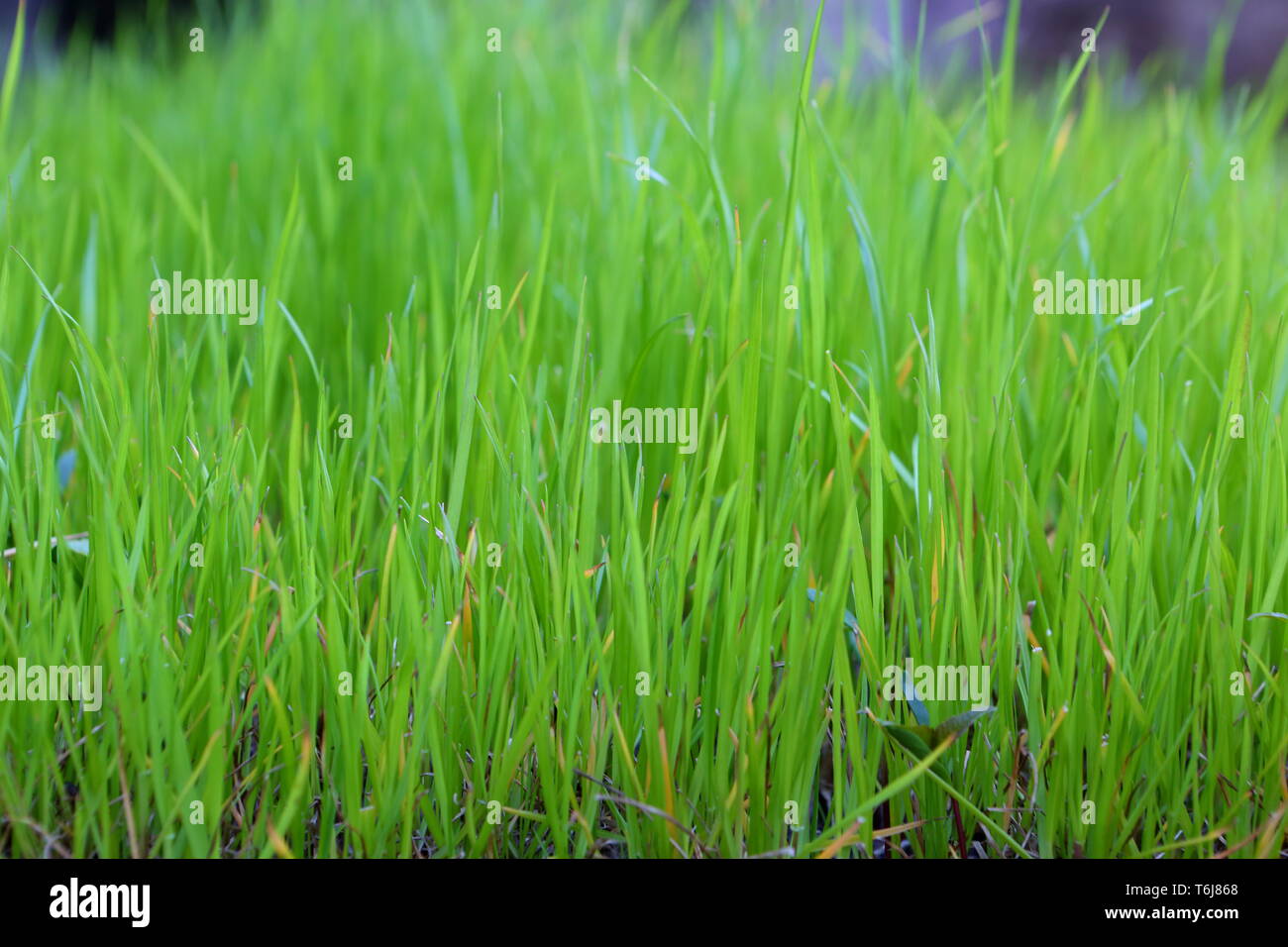 Common Signal Grass Stock Photo - Alamy