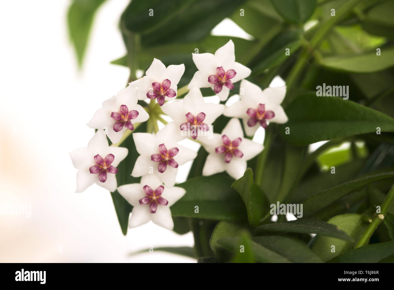 Beautiful hoya flowers isolated on white background Stock Photo - Alamy